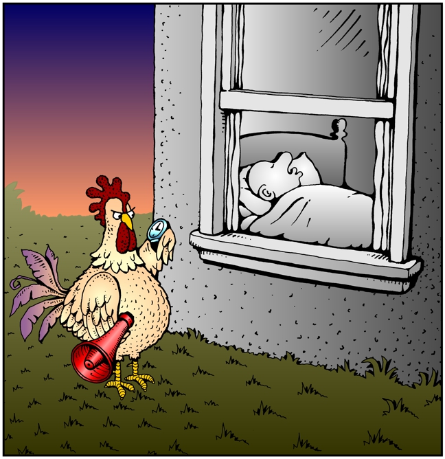 Rooster Wake up Call Color Cartoon Noise Pollution Cartoon Chicken Rooster Wake up Call Color Cartoon Noise Pollution Cartoon Chicken