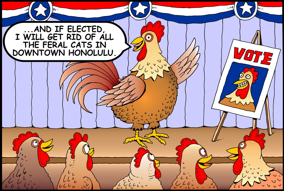 Feral roosters, feral cats cartoon, animal problems Downtown Honolulu ...