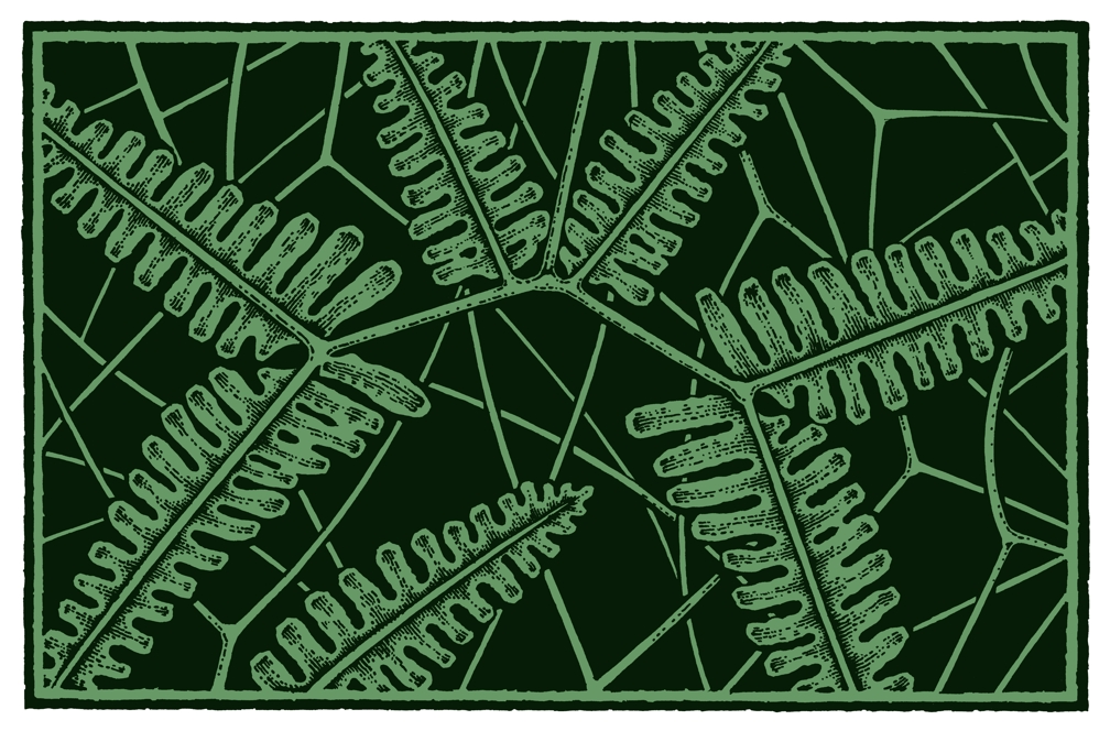 Uluhe fern design, Hawaiian native plant illustration, tropical fern ...